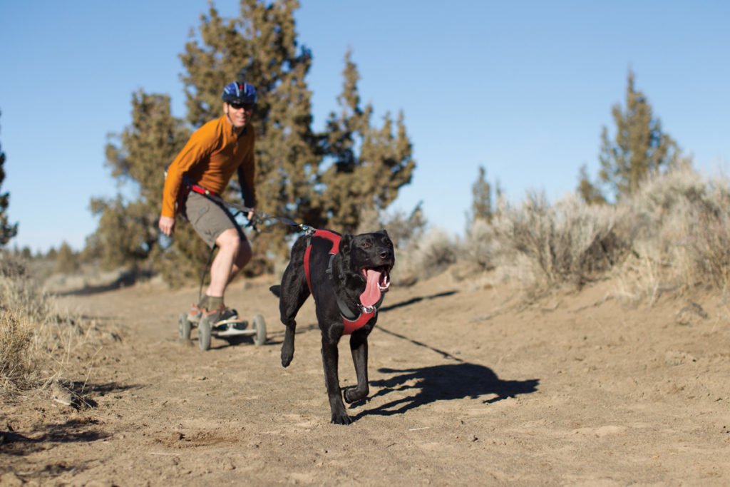 Omnijore™ Joring System - Zestaw Sport | Ruffwear - DogTrotter.pl
